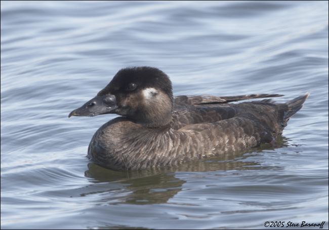 Help i.d. Duck | Duck Hunting Forum