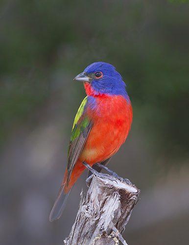 Birdsinphotos webiste