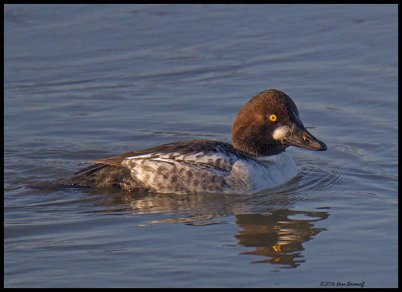 Recent Images July - Dec 2014/_4SB9406 common goldeneye hen